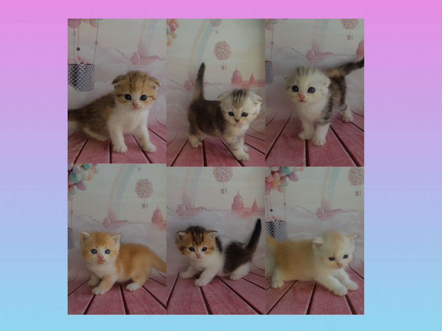 Милейшие котятки