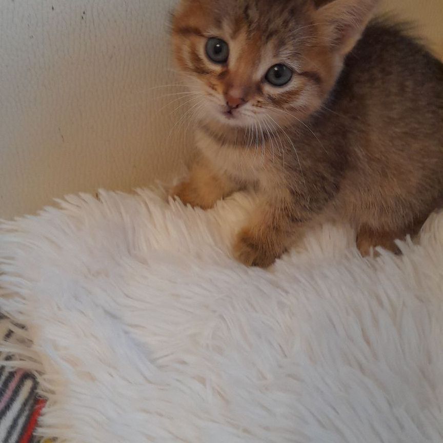 Котёнок