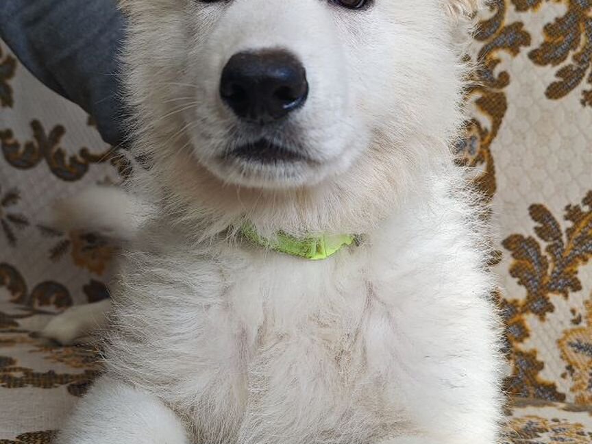 Швейцарская овчарка