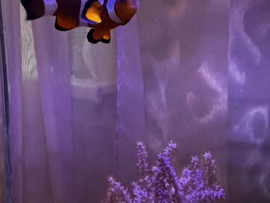 Рыбка морская Клоун (оцеллярис)