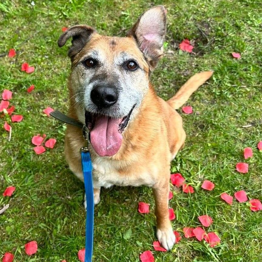 Взрослый пёс в добрые руки