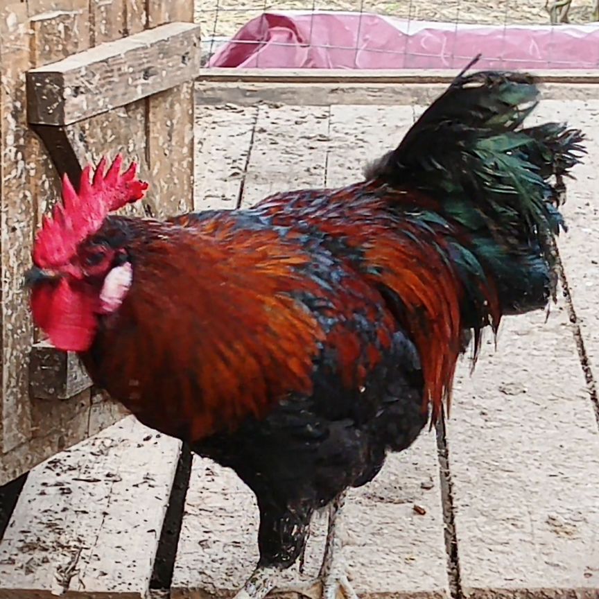 Петушки и курочка