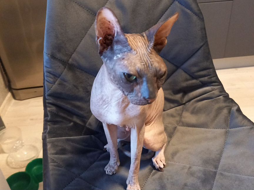 Продам кошку, породы "сфинкс"