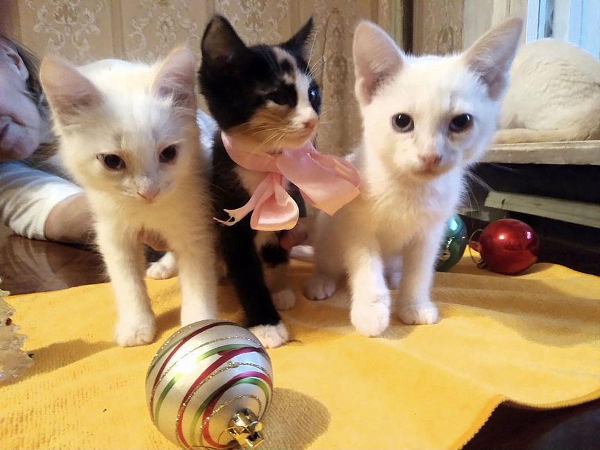 Котятки ребятки