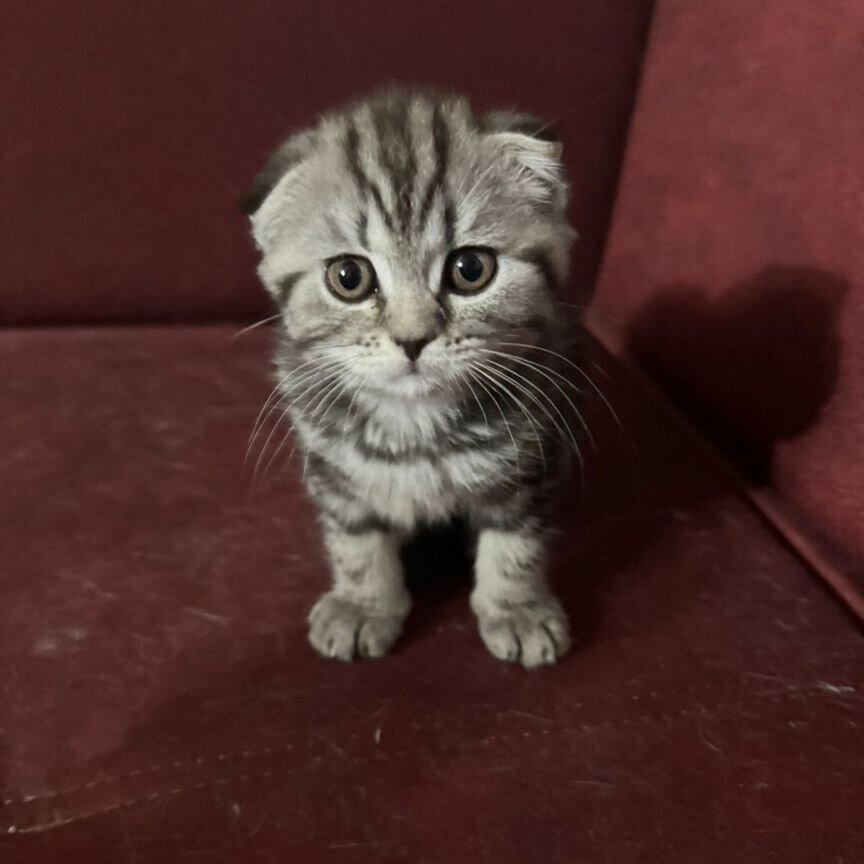 Бронь шотландских котят