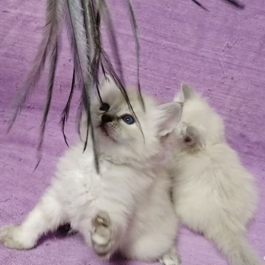 Невский маскарадный котёнок