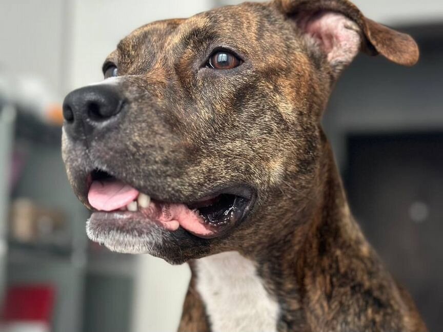 Стаффордширский терьер