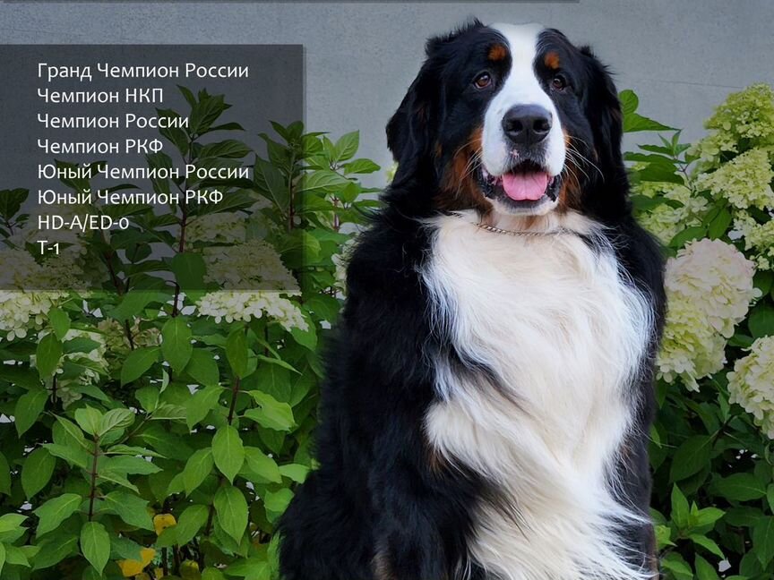 Вязка Бернский зенненхунд