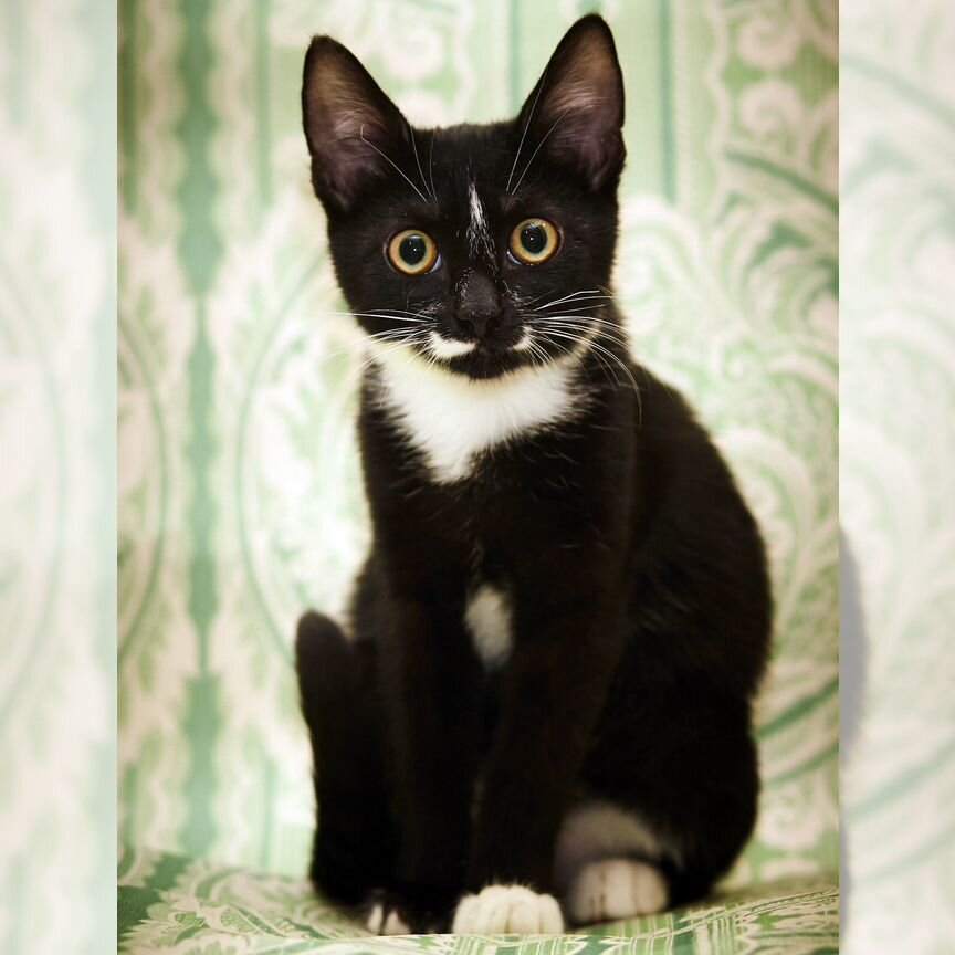 Котенок мальчик 3 месяца