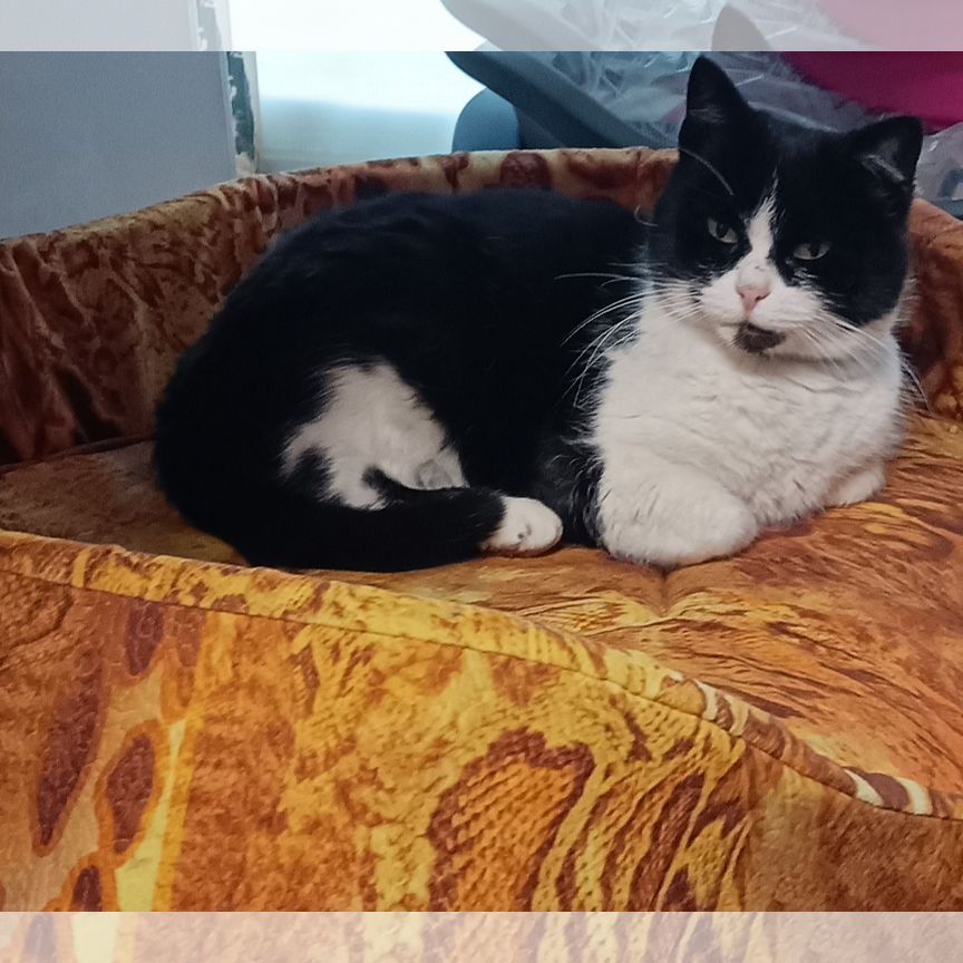 Взрослая, кошка в добрые руки