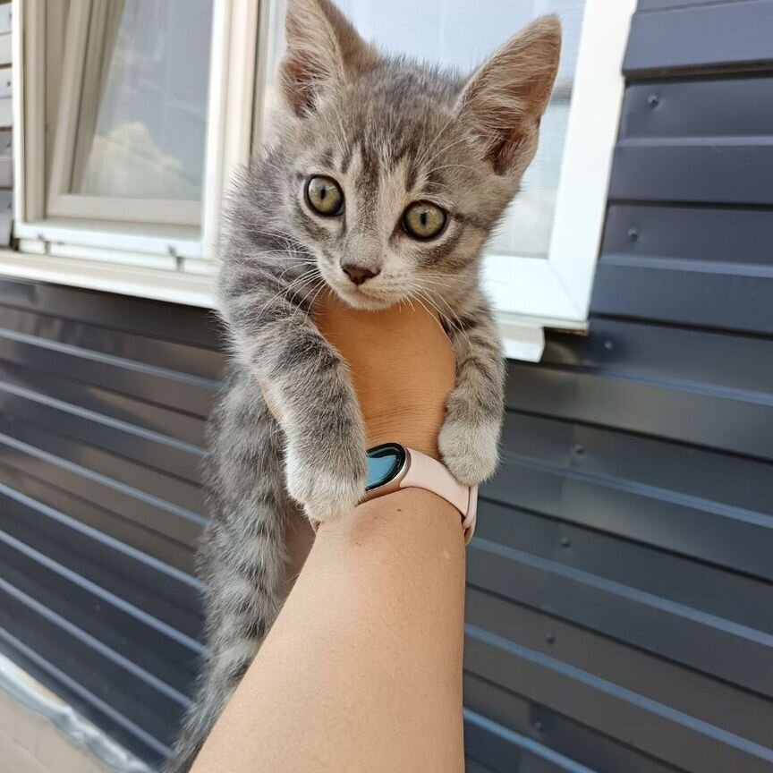Котёнок в добрые руки