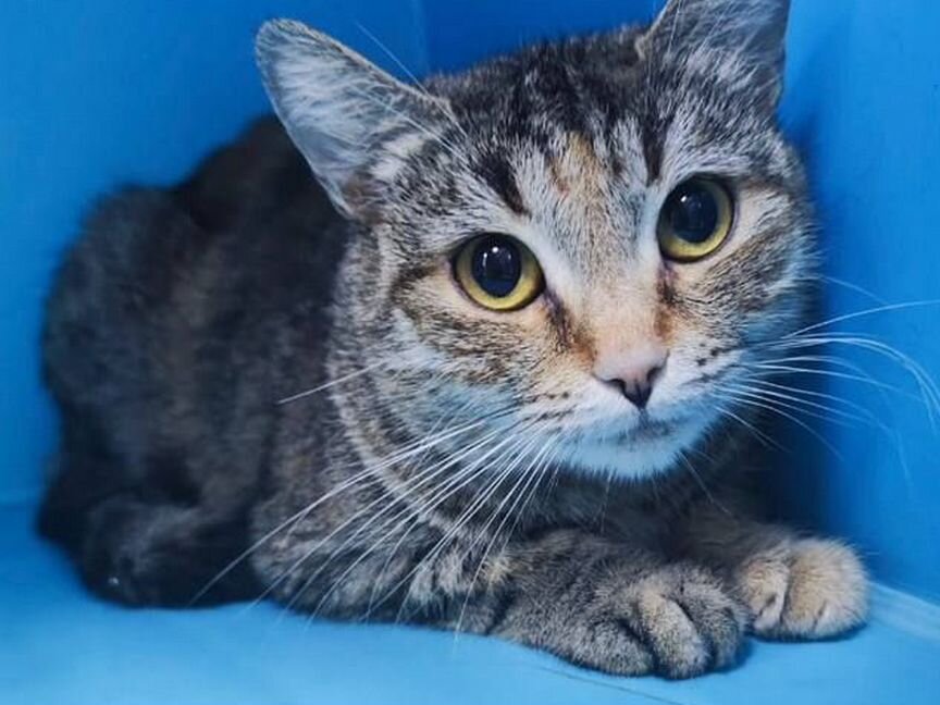 Аруся неповторима, для семьи необходима