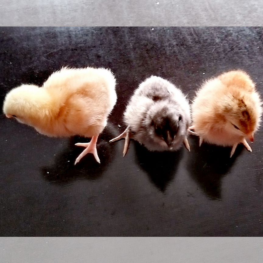 4днев Домашние цыплята несушки