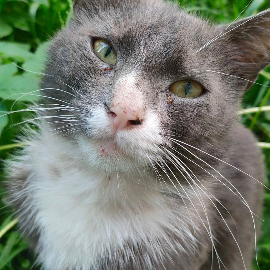 Шикарный кот