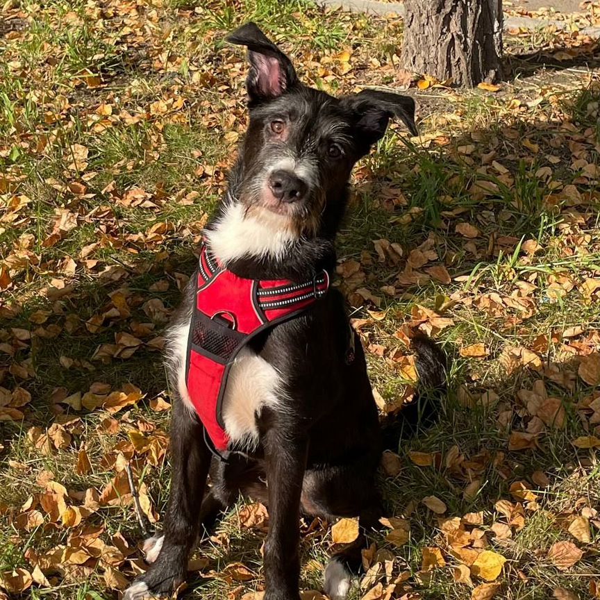 Щенок кобель 5 месяцев