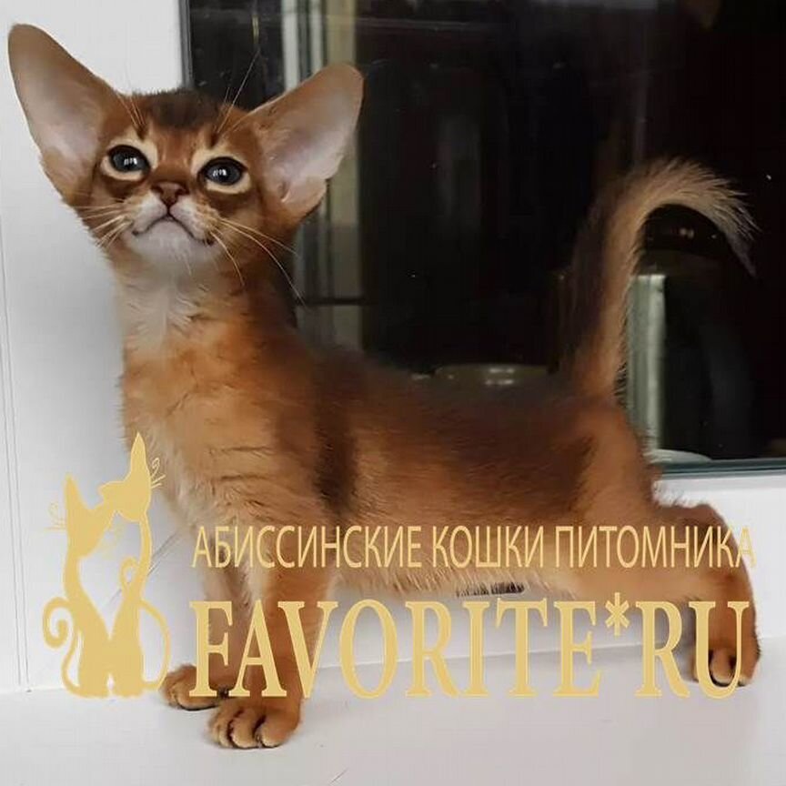 Абиссинские котята с документами