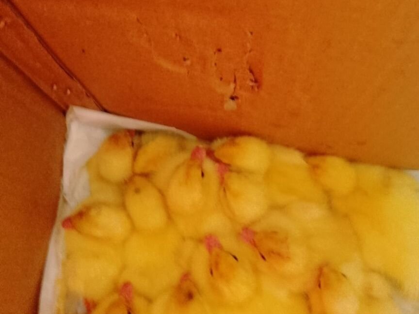 Цыплята суточные, индоутка