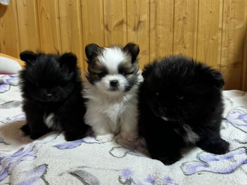 Щенки померанского шпица