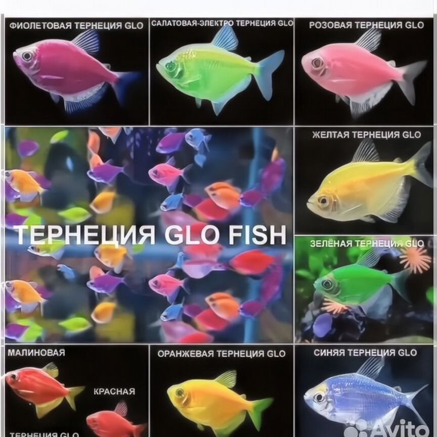 Аквариумные рыбки