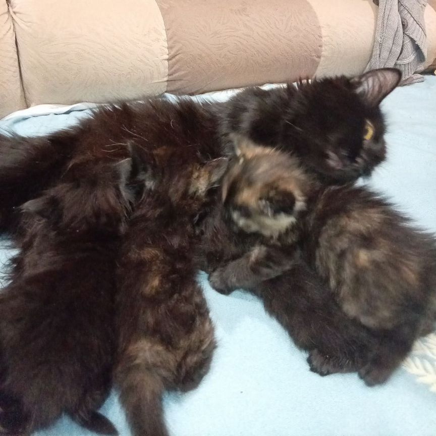 Американский бобтейл длинношёрстный, взрослая кошка