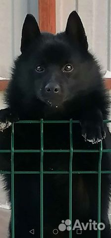 Маленькая собака