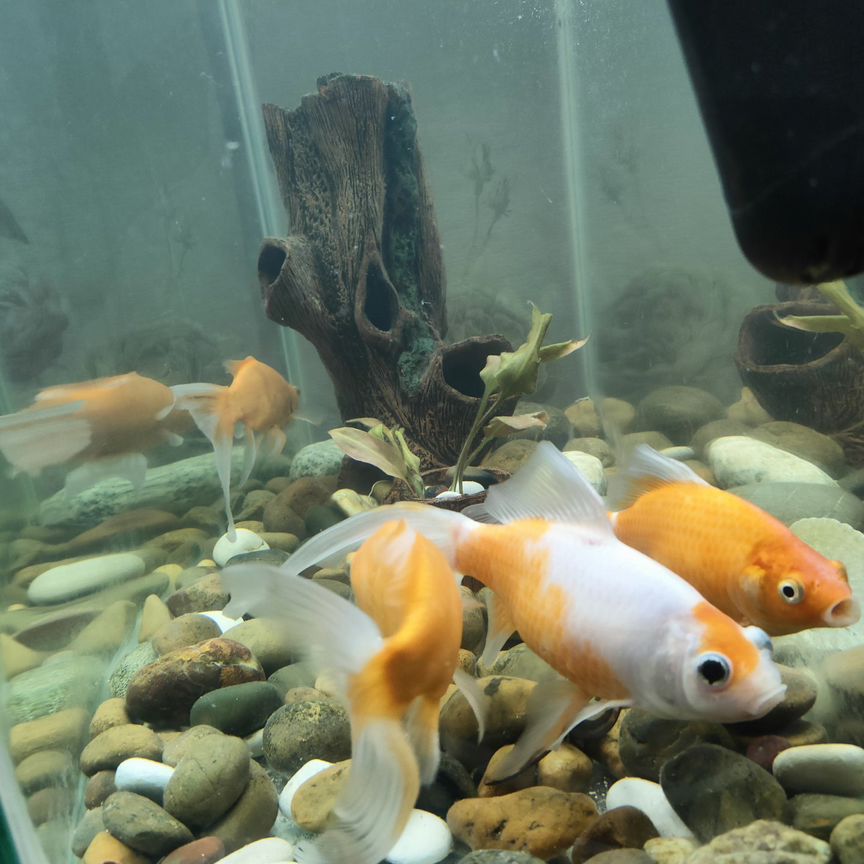 Рыба Комета