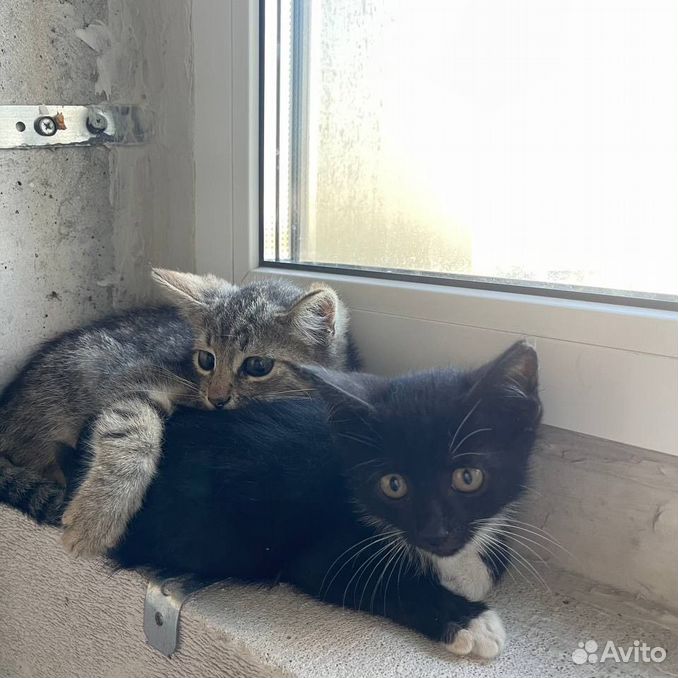 Котята бесплатно обработаны от блох и глистов