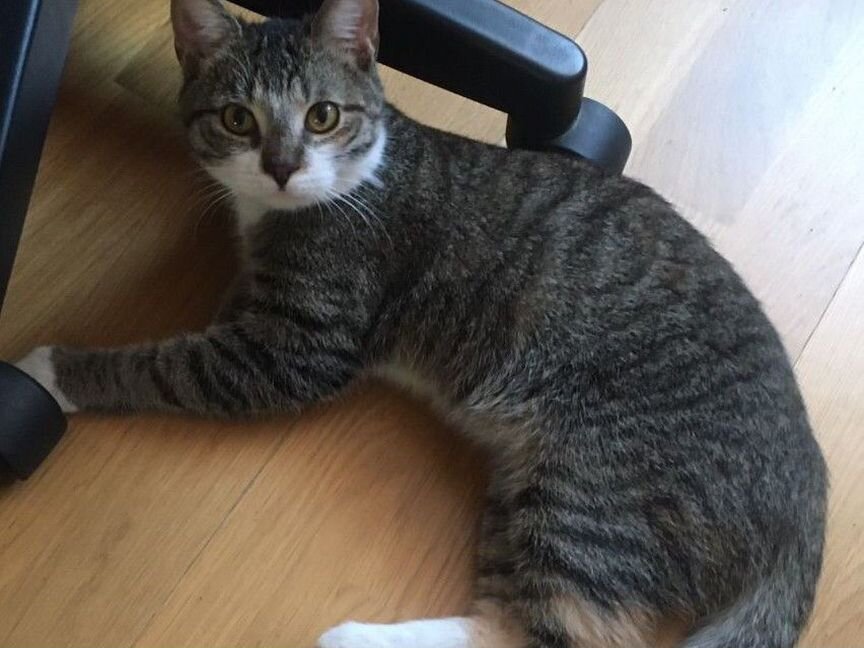 Кошечка котенок девочка