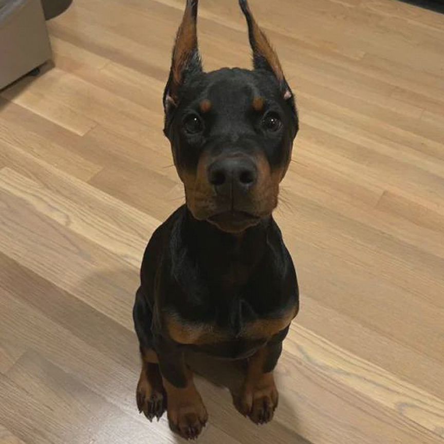 Доберман, щенок