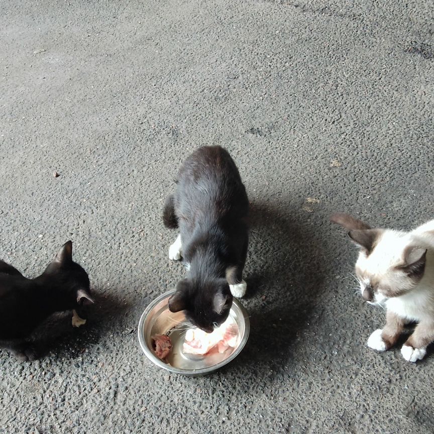 Котята в добрые руки