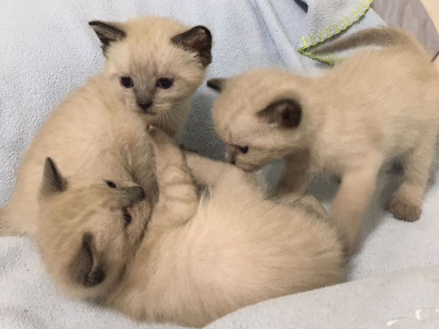 Котята сиамские