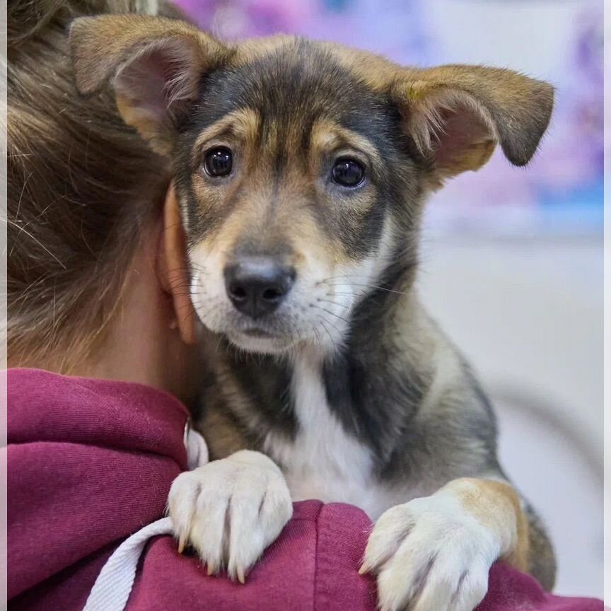 Щенок в добрые руки