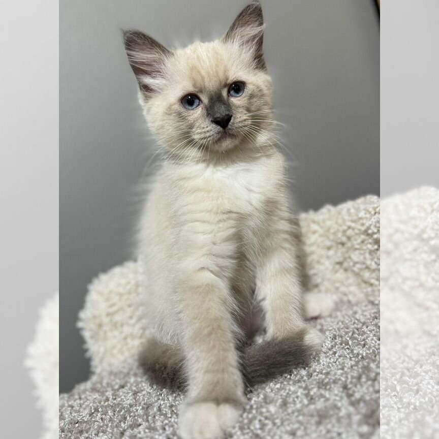 Котята рэгдолл