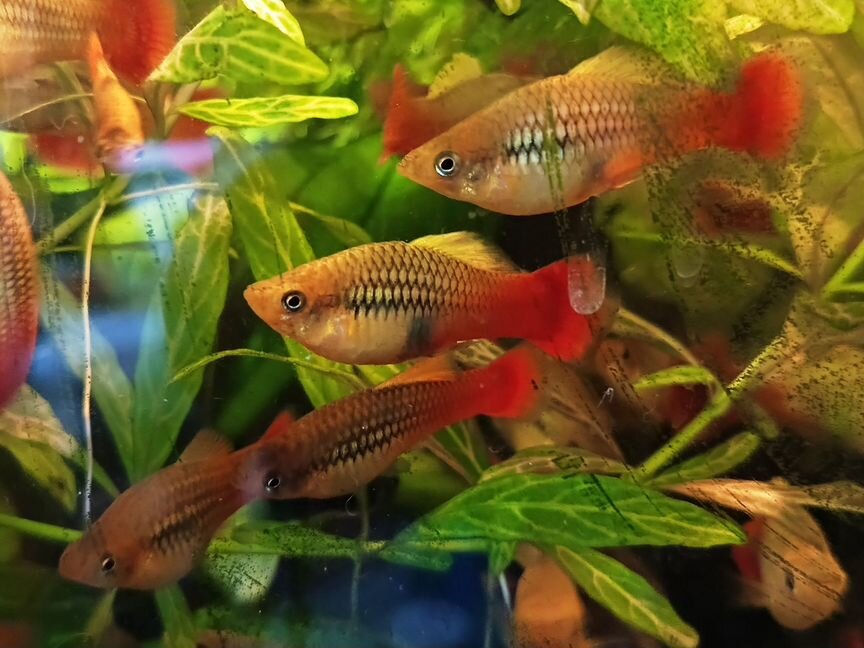 Пецилии трех видов
