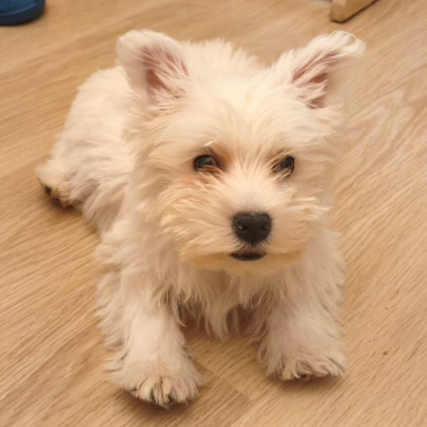 Вест-хайленд-уайт-терьер, щенок