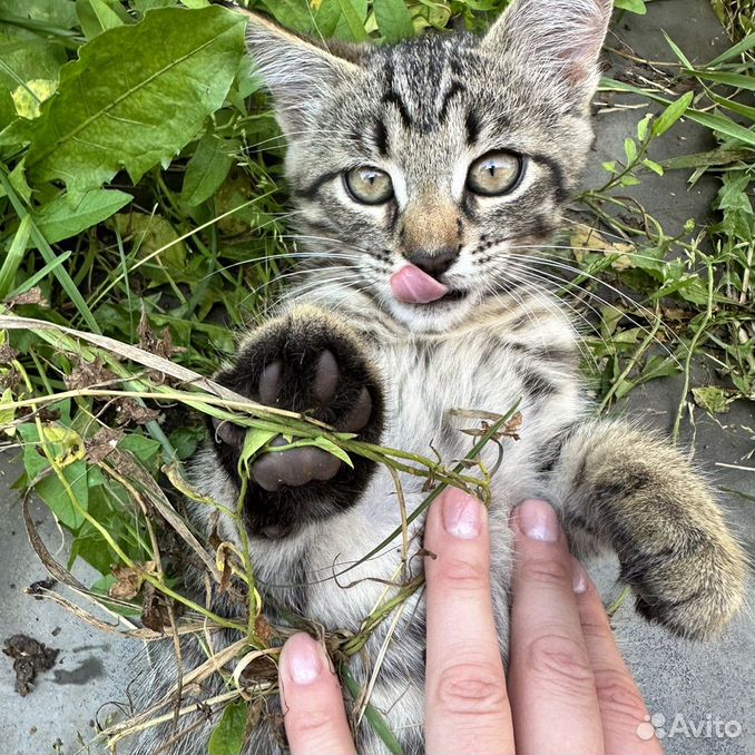 Котенок полубританец