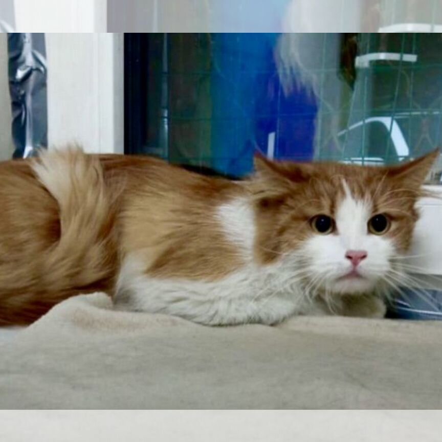 Редкой внешности домашний котик