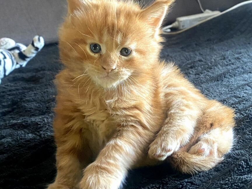 Котята мейнкун мальчики