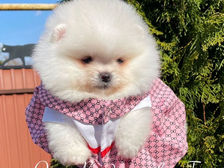 Померанский шпиц