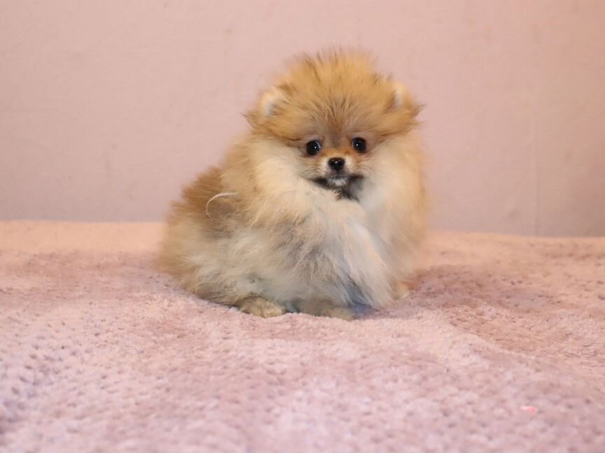 Миниатюрная малышка