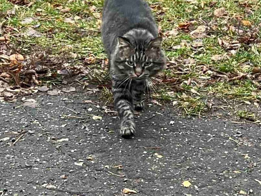 SOS ласковые кошки и коты на улице