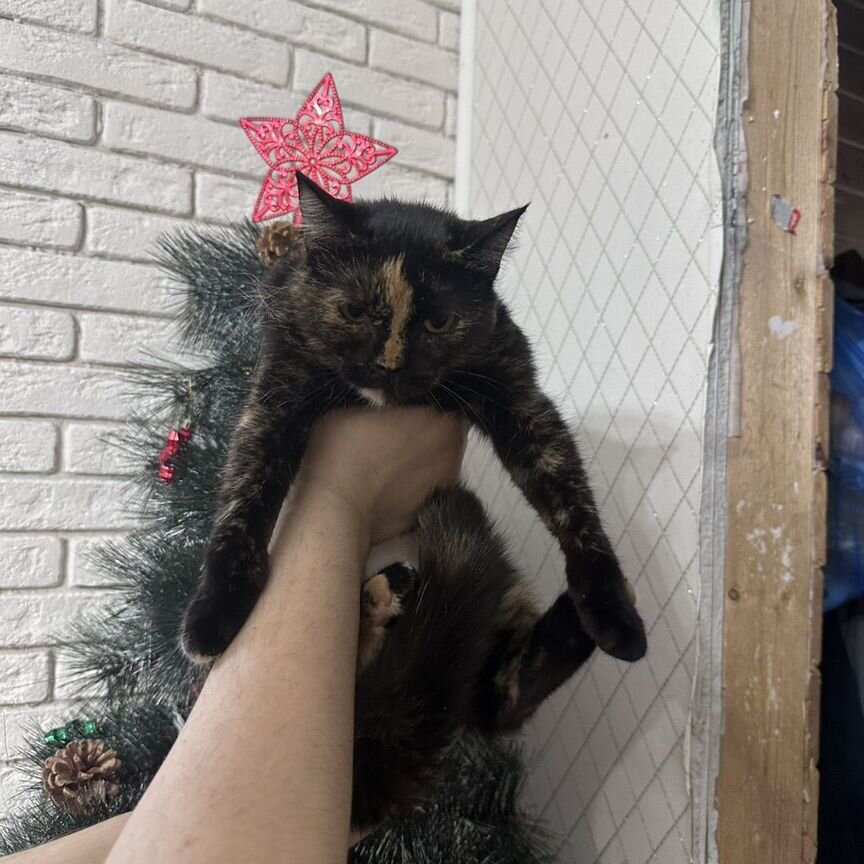 Трехцветная кошка в добрые руки