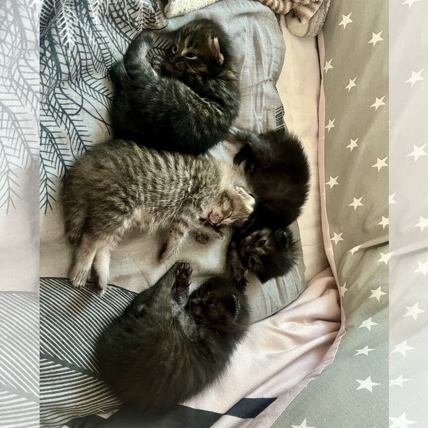 Британские котята