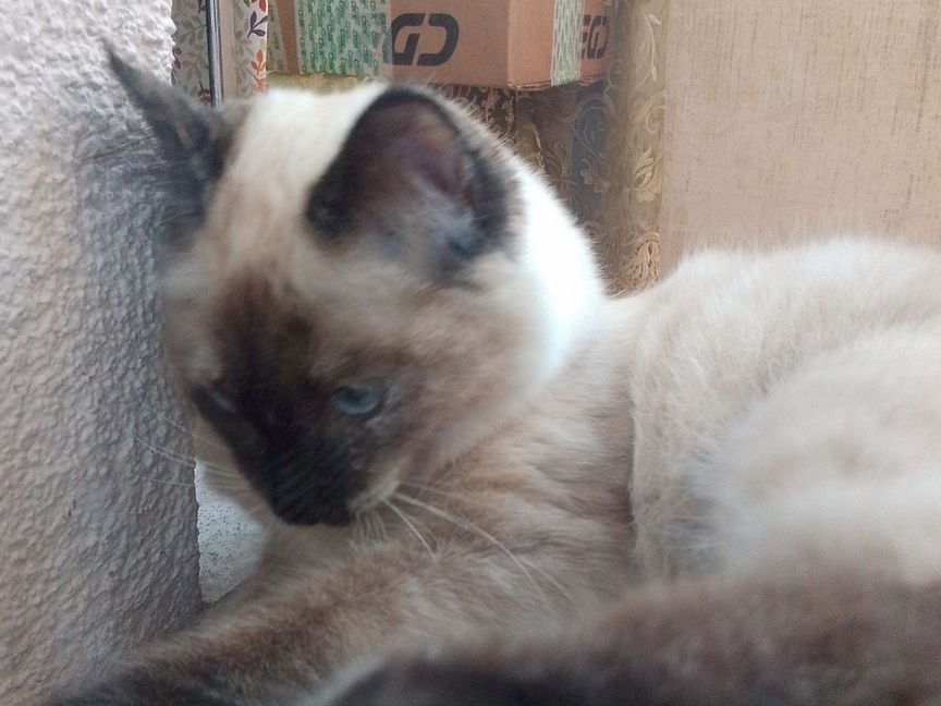 Сиамская кошка