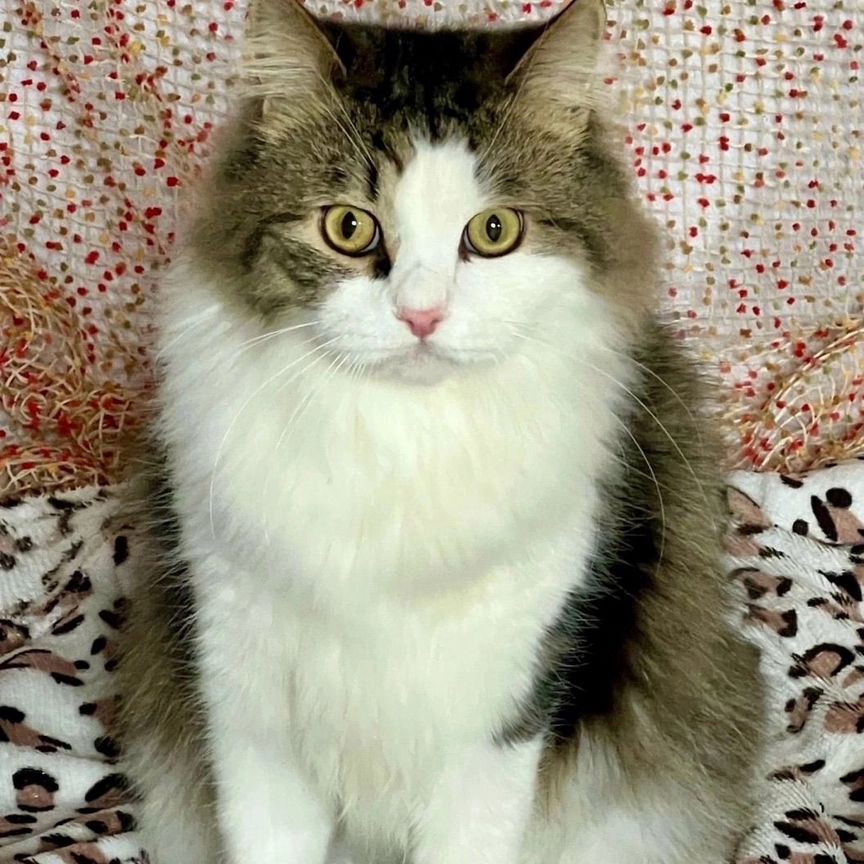Шикарный бездомный кот