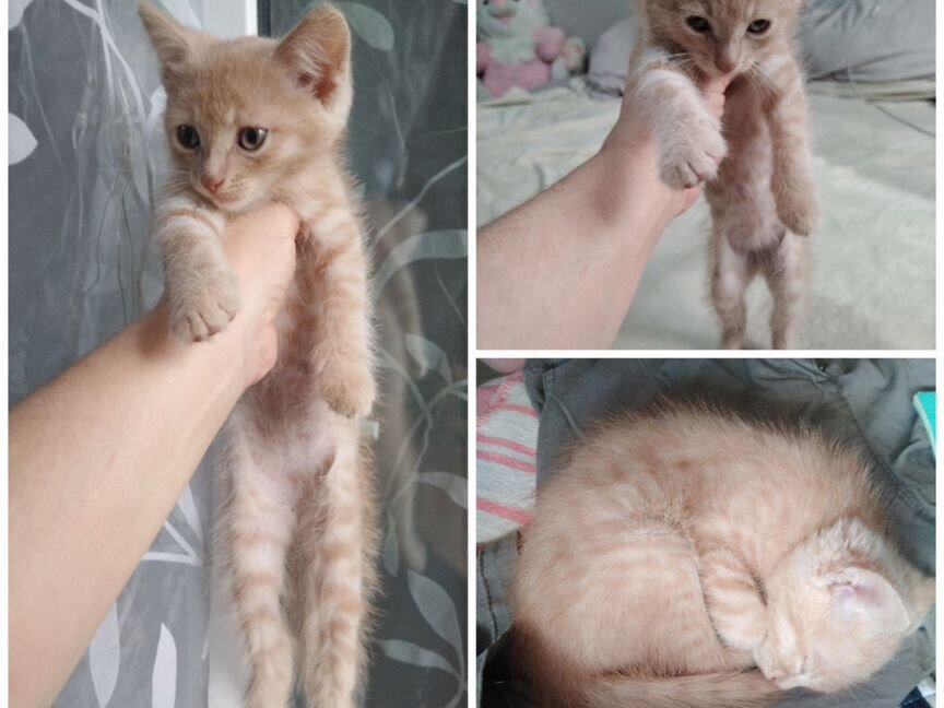 Красивый котенок мальчик