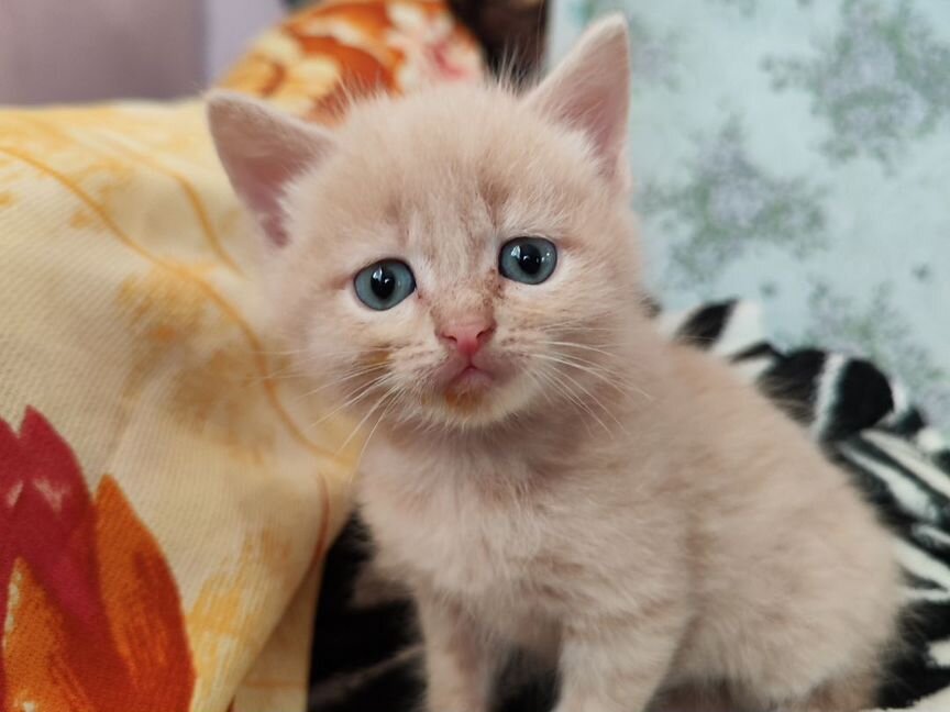 Котята персикового цвета