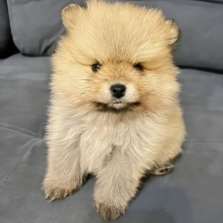 Померанский шпиц, щенок