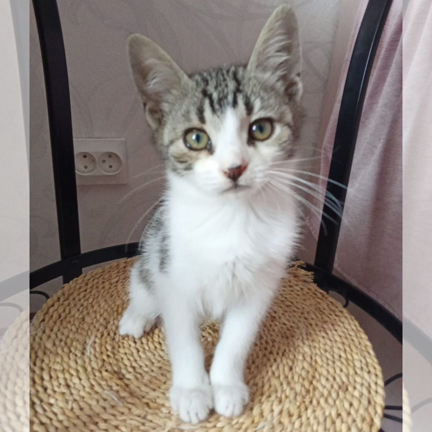 Котята в добрые руки бесплатно