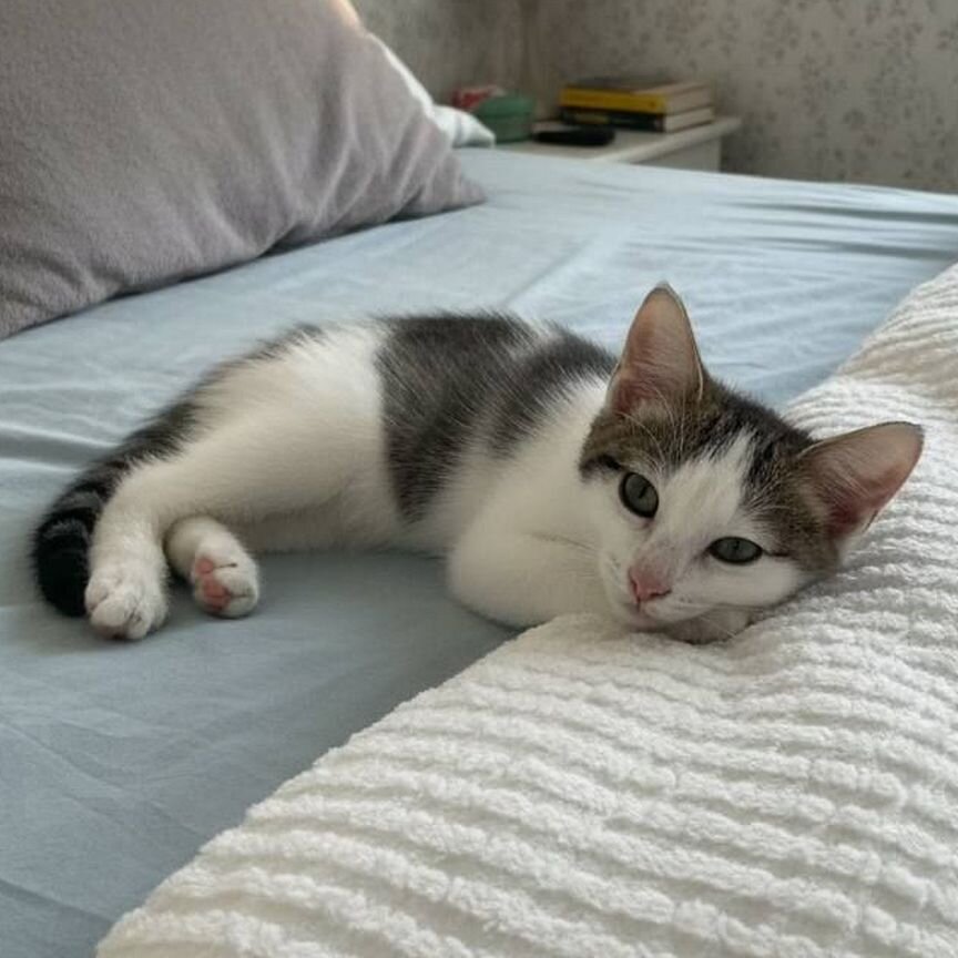 Котёнок в добрые руки